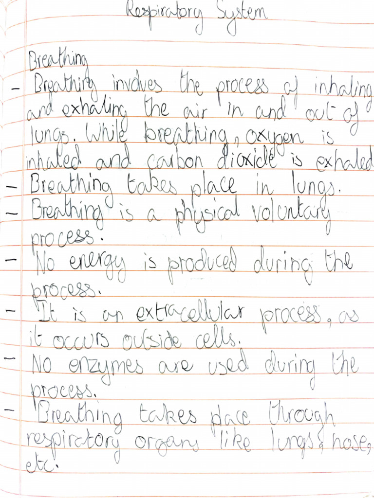 Biology Notes Igcse Pdf Respiratory System Thorax Human Anatomy