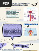 Anatomía y Funciones del Escroto | PDF | Testículo | Artería