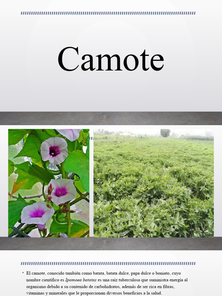 Cultivo de Camote. | PDF | Batata | Fertilizante