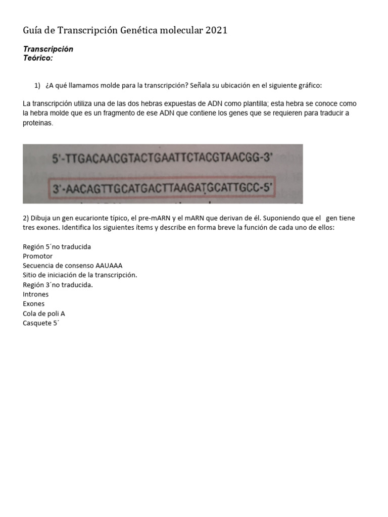 Guia de Transcripcion Resuelta. | PDF | Rna Splicing | Rna