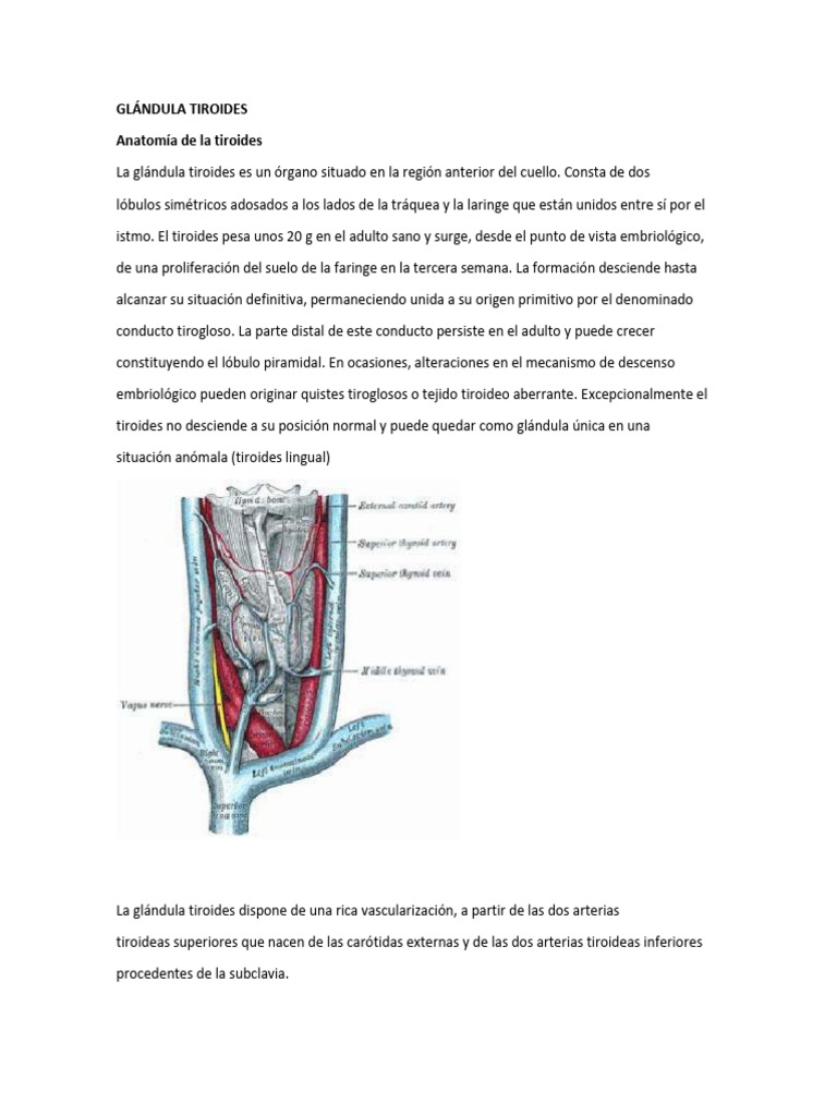 Glándula Tiroides Anatomia Pdf Tiroides Anatomía