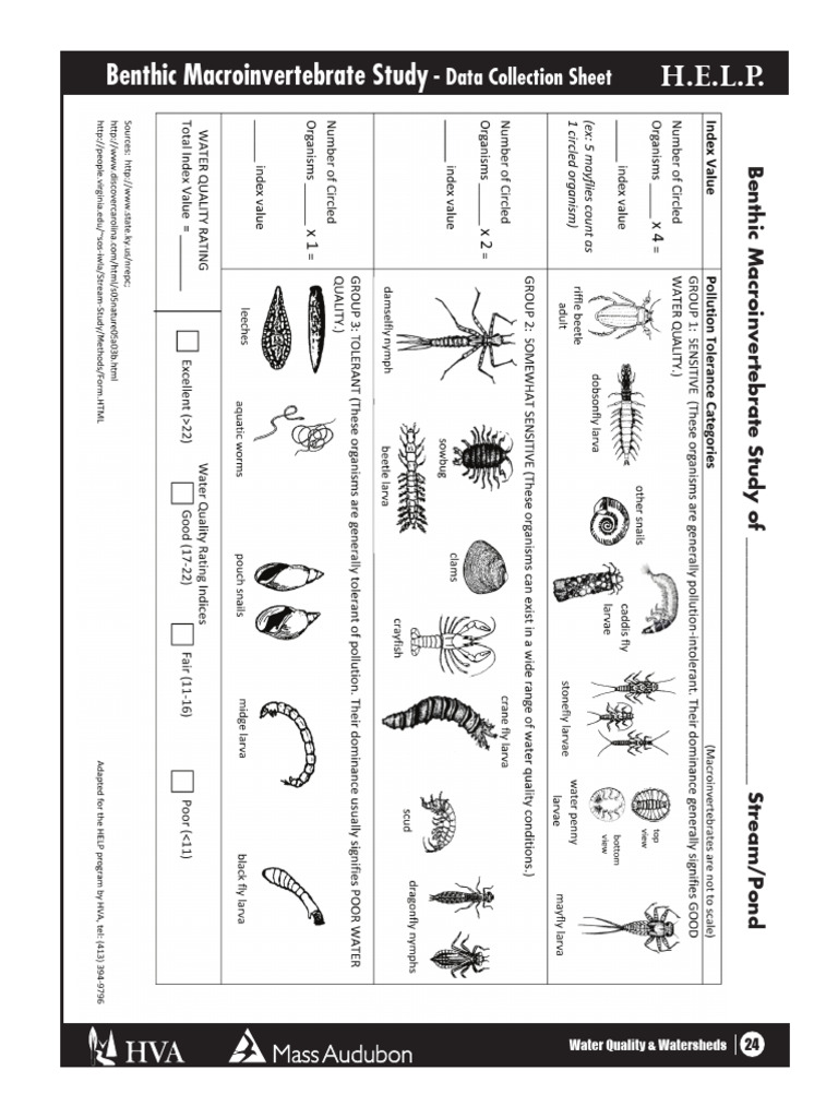 Benthic Macroinvertebrate Study | PDF | Fly | Beetle