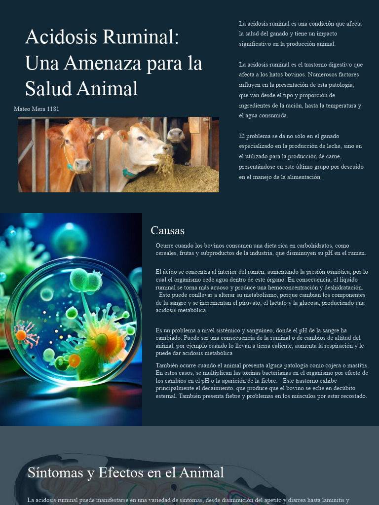 Acidosis Ruminal en Ganado: Causas y Prevención | PDF | Diarrea | Vacas