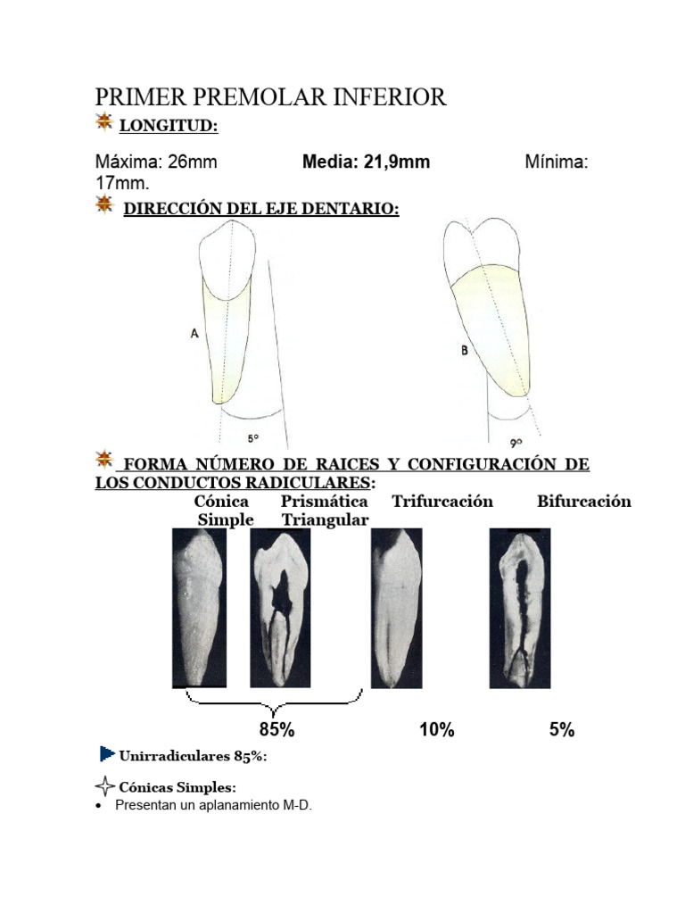Primer Premolar Inferior | PDF | Anatomia dental | Ramas de Odontología
