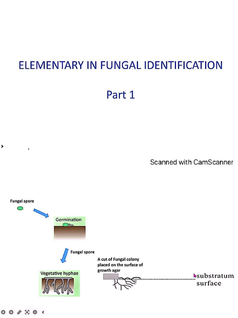 Elementary in Fungal Identification Part | PDF