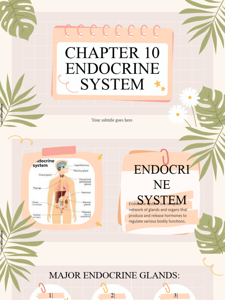 Cute Little Notes SlidesMania | PDF | Endocrine System | Glands