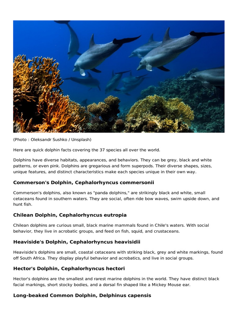 Dolphin Species Discover Their Diverse Characteristics, Behavior | PDF ...