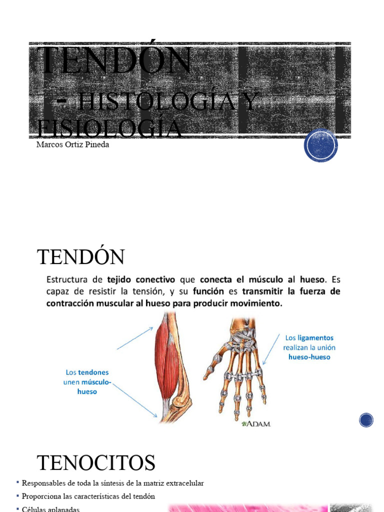Tendón | PDF | Tendón | La matriz extracelular