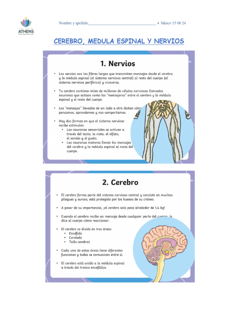 4 basico CEREBRO MEDULA ESPINAL NERVIOS | PDF | Sentidos | Cerebro