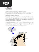Áreas de Brodmann: Anatomía y Funciones | PDF | Lóbulo temporal ...