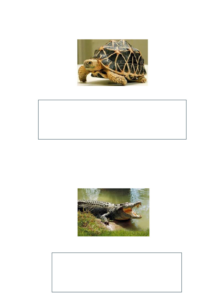 Animal Parts | PDF