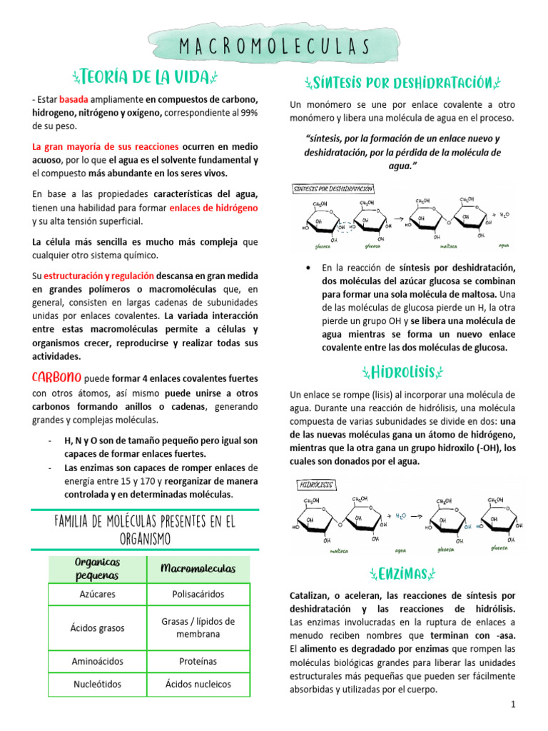 Clase 1 Macromoléculas | PDF | Rna | Proteínas