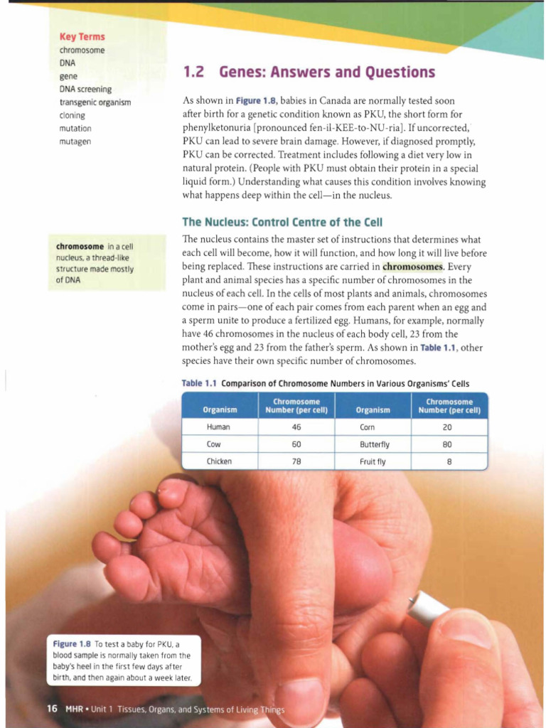 Textbook Genes | PDF