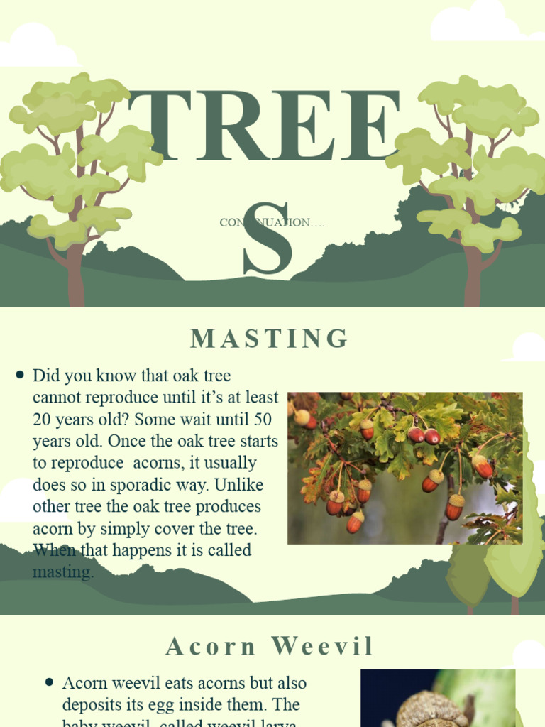 Science Last | PDF | Trees | Plant Stem