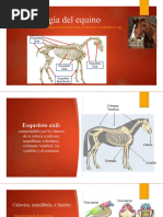 Ángulo de Louis | PDF | Tórax | Anatomía humana