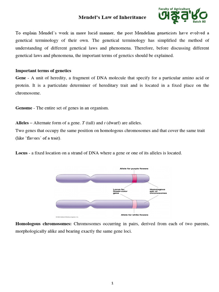 Mendel's Law of Inheritance 24 | PDF | Dominance (Genetics) | Allele