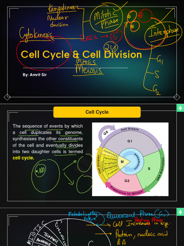 Cell Cycle Notes Download Free Pdf Meiosis Mitosis