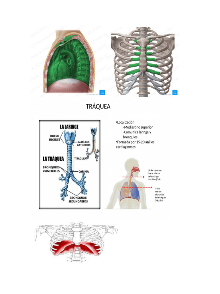 Anatomia Humana 2 | PDF