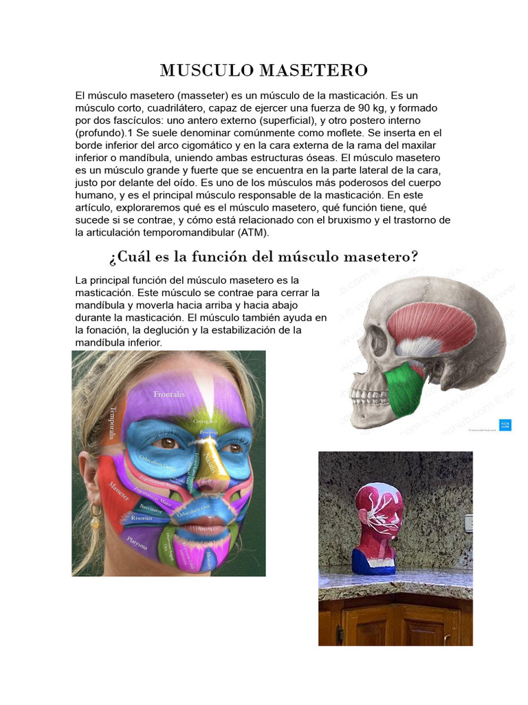Musculo Masetero | PDF