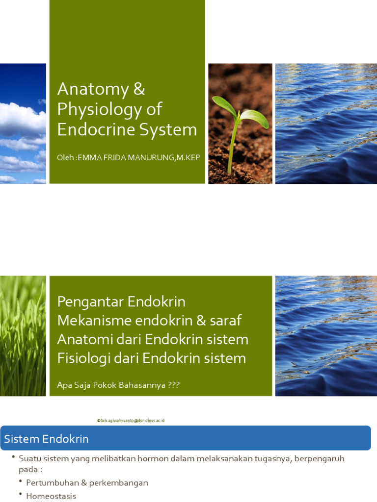 Sistem Endokrin | PDF