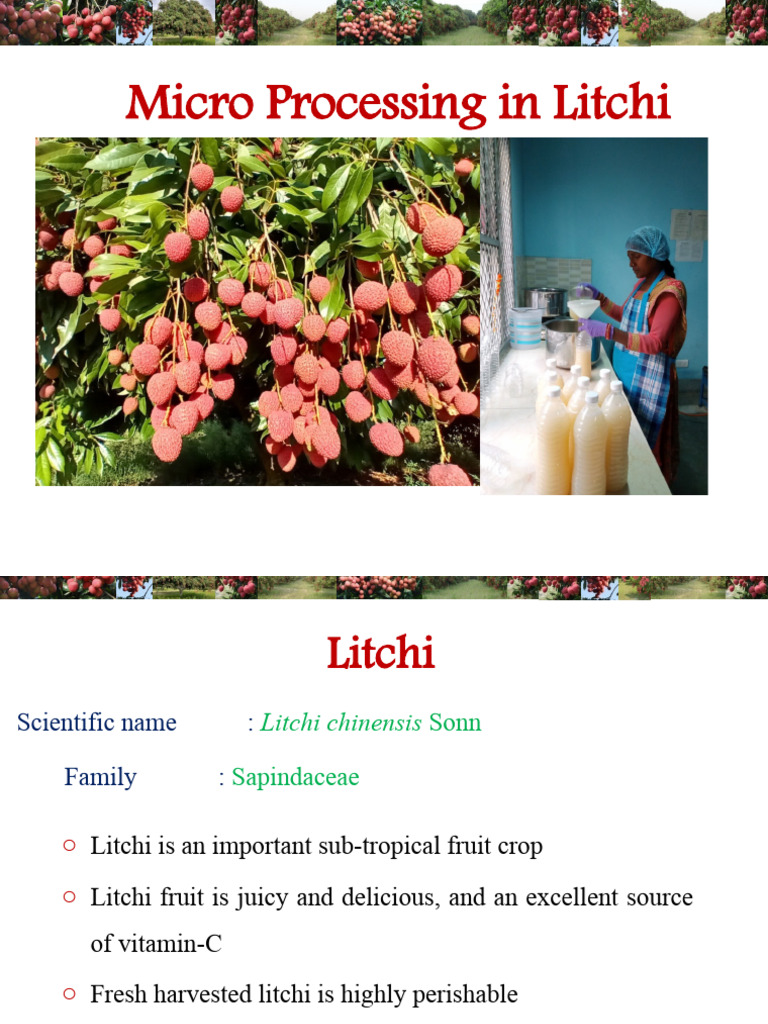 Micro Processing in Litchi | PDF | Pulp (Paper) | Juice