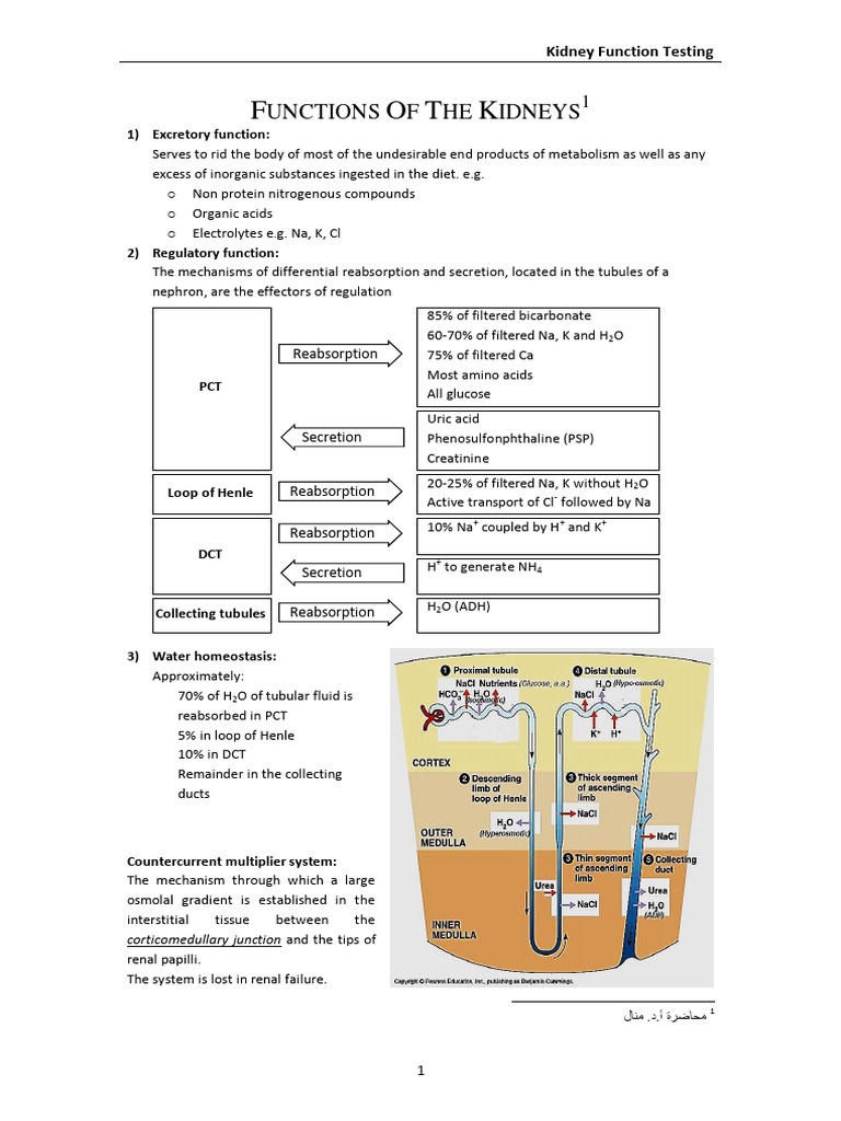 Kidney Functions | Download Free PDF | Kidney | Creatinine