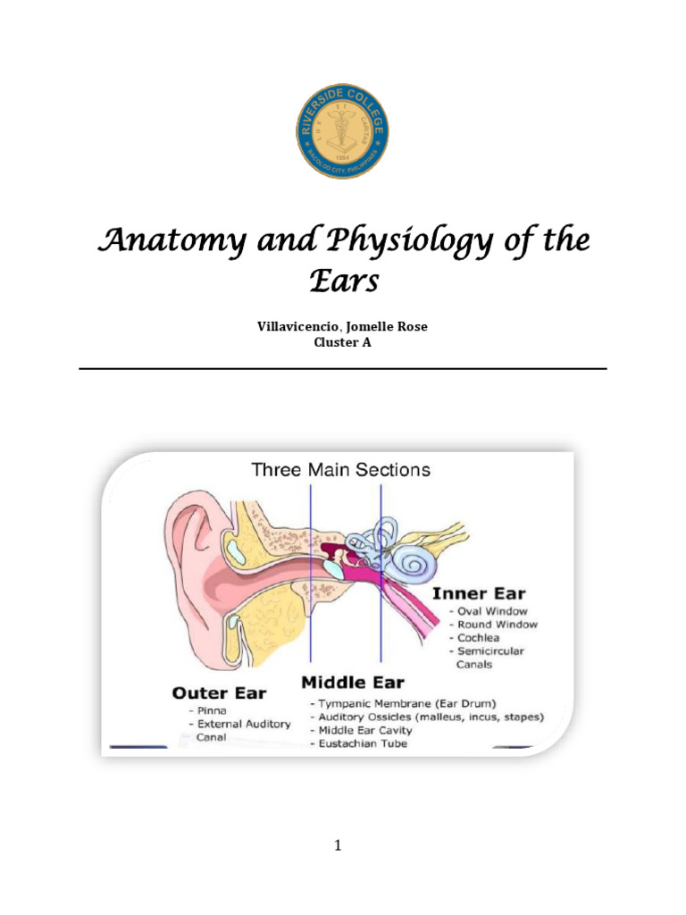 (Recall and Review) Anatomy and Physiology of The Ears | PDF | Ear ...