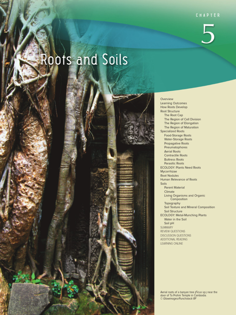 Root Development and Soil Interaction | PDF | Root | Plant Stem