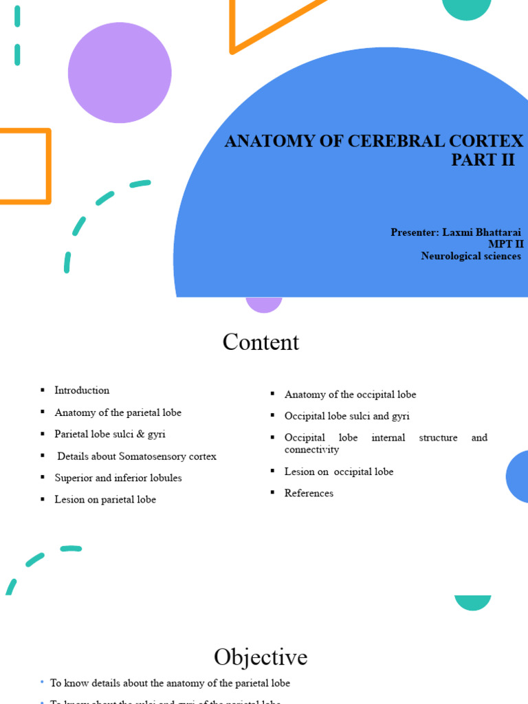 Anatomy of Cerebral Cortex | PDF | Visual Cortex | Parietal Lobe