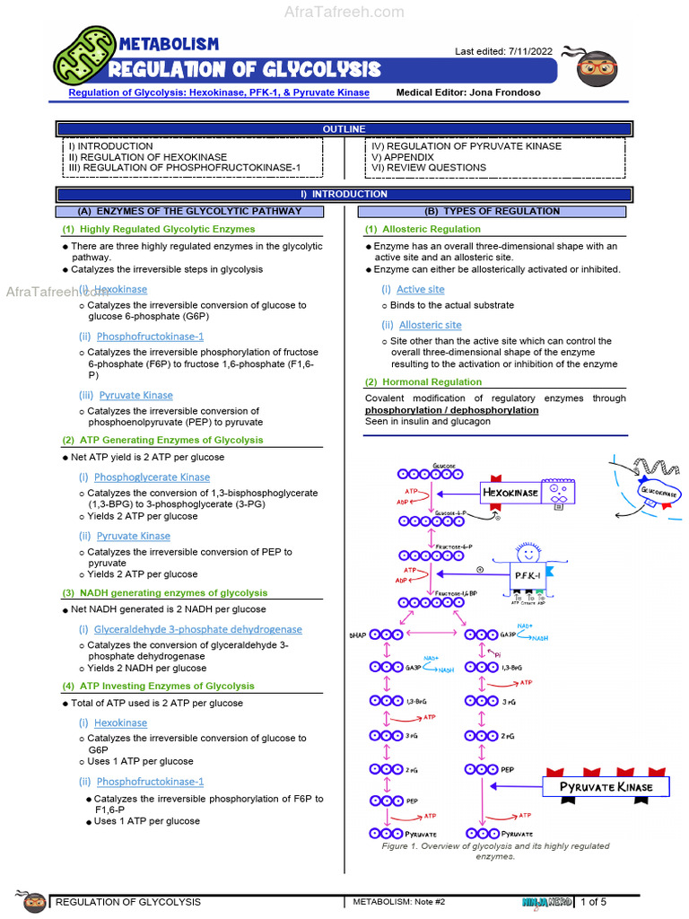 Regulation of Glycolysis Atf | PDF | Glycolysis | Phosphorylation