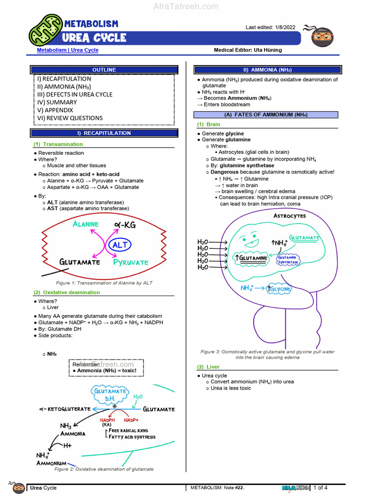 Urea Cycle Atf | PDF | Arginine | Alanine