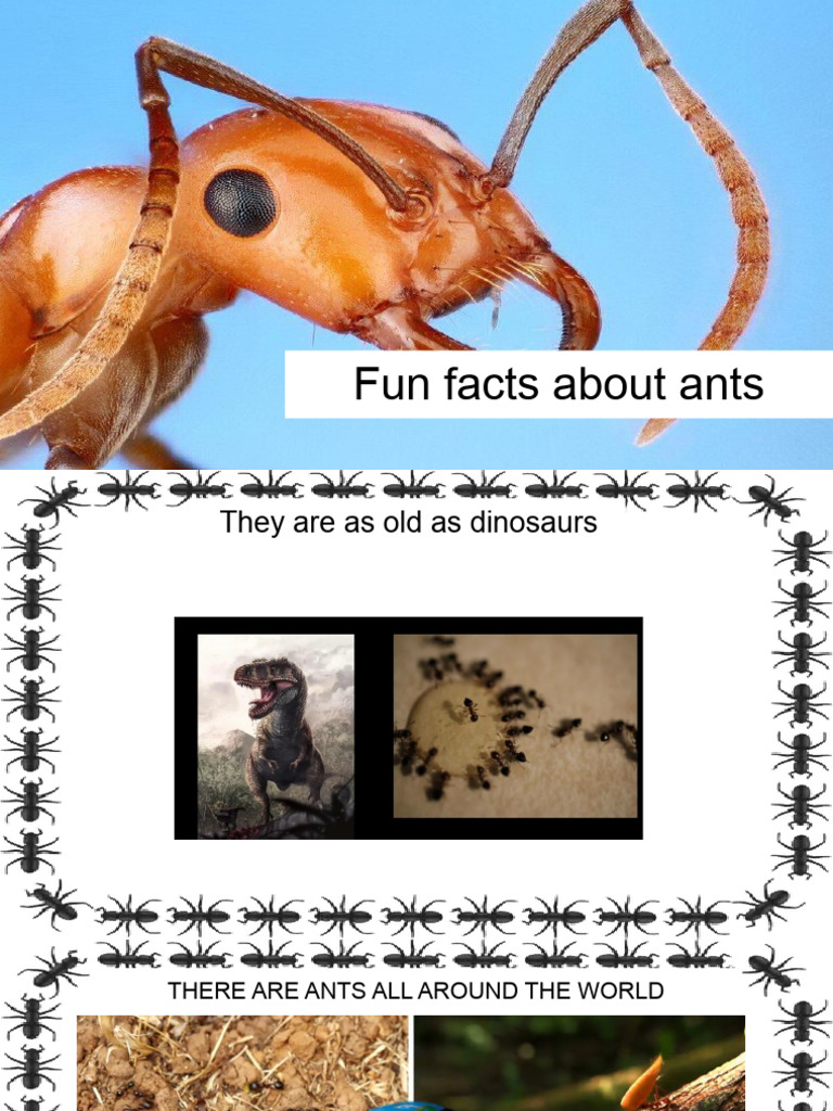 Fun Facts About Ants | PDF | Young Adult