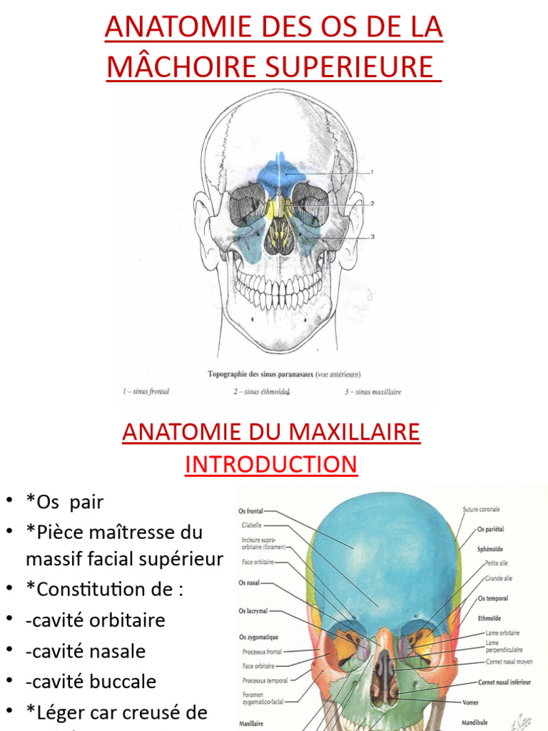 Anatomie des os de la mâchoire supérieure | PDF | Tête et cou chez l ...