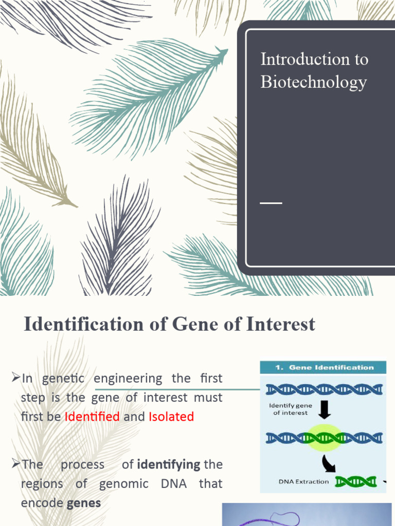 Identifying and Isolating Genes of Interest | PDF | Molecular Cloning ...