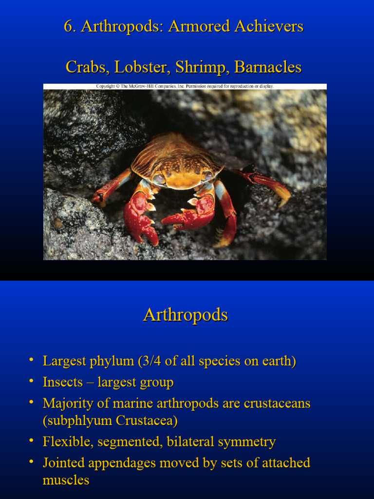Chapter 7 - Arthropods | PDF | Crustacean | Crab