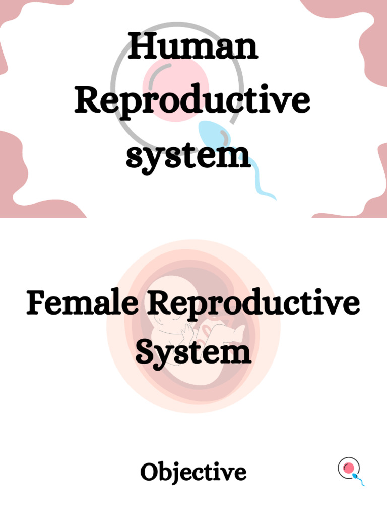Human Reproductive System | PDF | Menstrual Cycle | Ovary