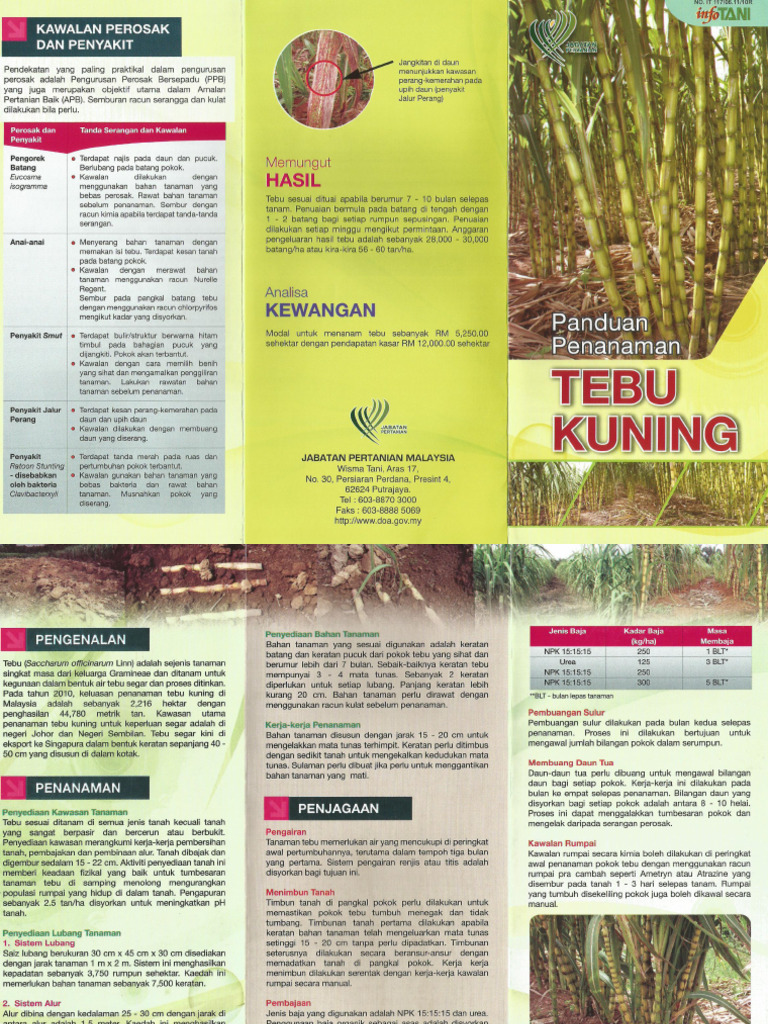 Tebu Kuning | PDF