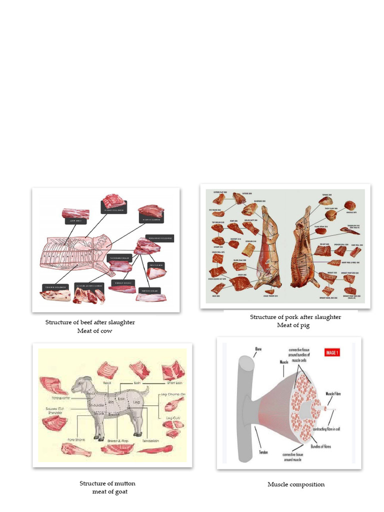 Meat Processing Docs | PDF | Fat | Meat