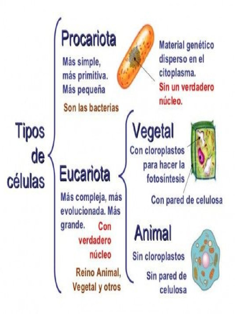 Tipos de Celulas | PDF