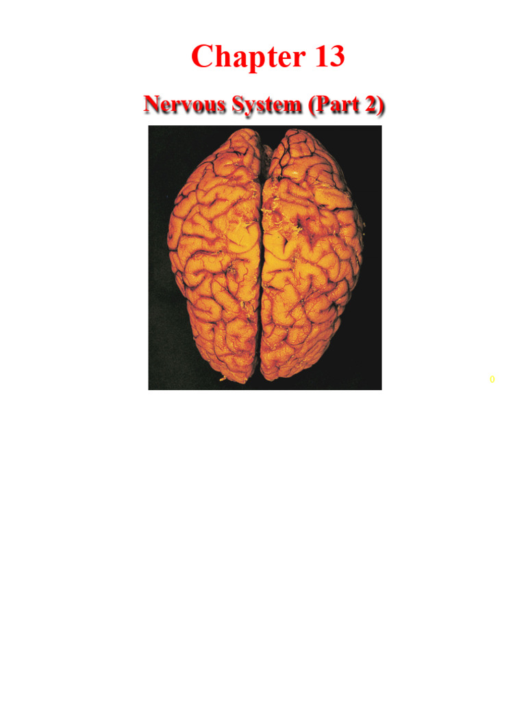 Chapt13 Part2 LectureOutlines | PDF | Cerebrum | Brain