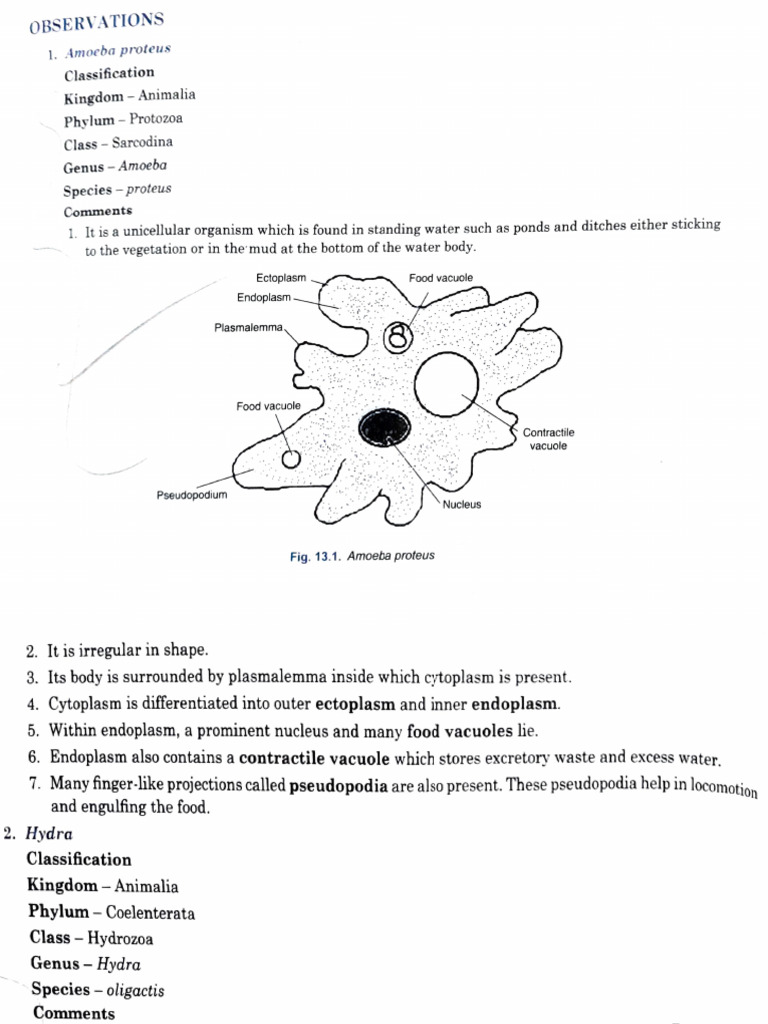 Bio Experiment (To Study Animal Specimens) | PDF | Mollusca