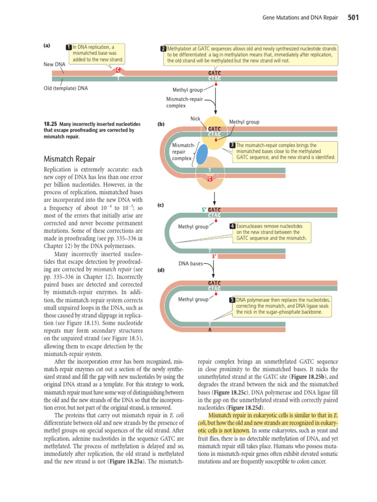 Genetics - A - Conceptual - Approach-Mismarch Repair | PDF | Dna | Dna ...