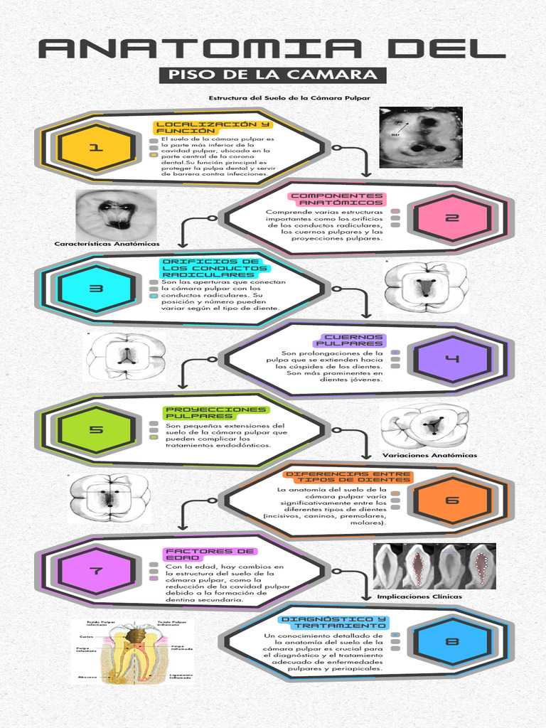 Anatomía de la Cámara Pulpar Dental | PDF | Diente | Especialidades Medicas