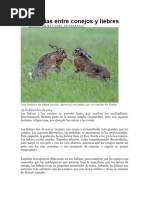 El Ciclo de Vida Del Conejo | PDF