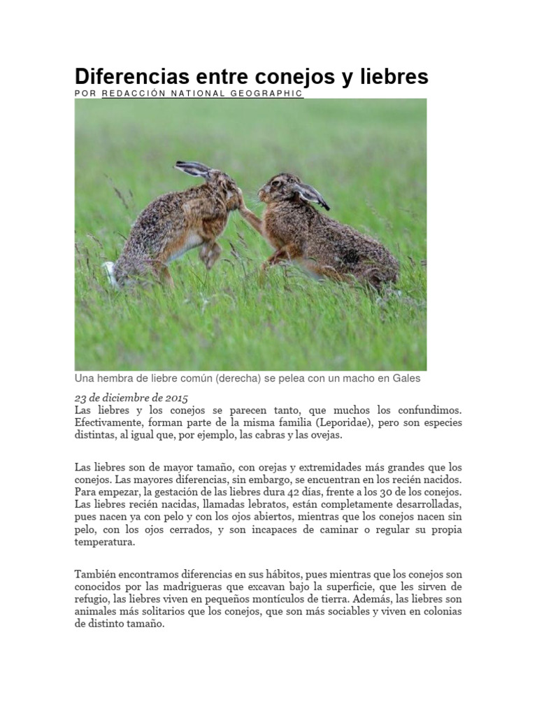 Conejos vs. Liebres: Principales Diferencias | PDF | Hogar, jardinería ...