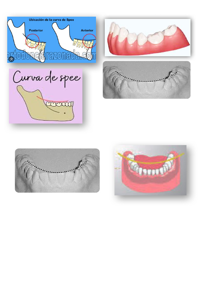 Curva de Spee & Wilson | PDF