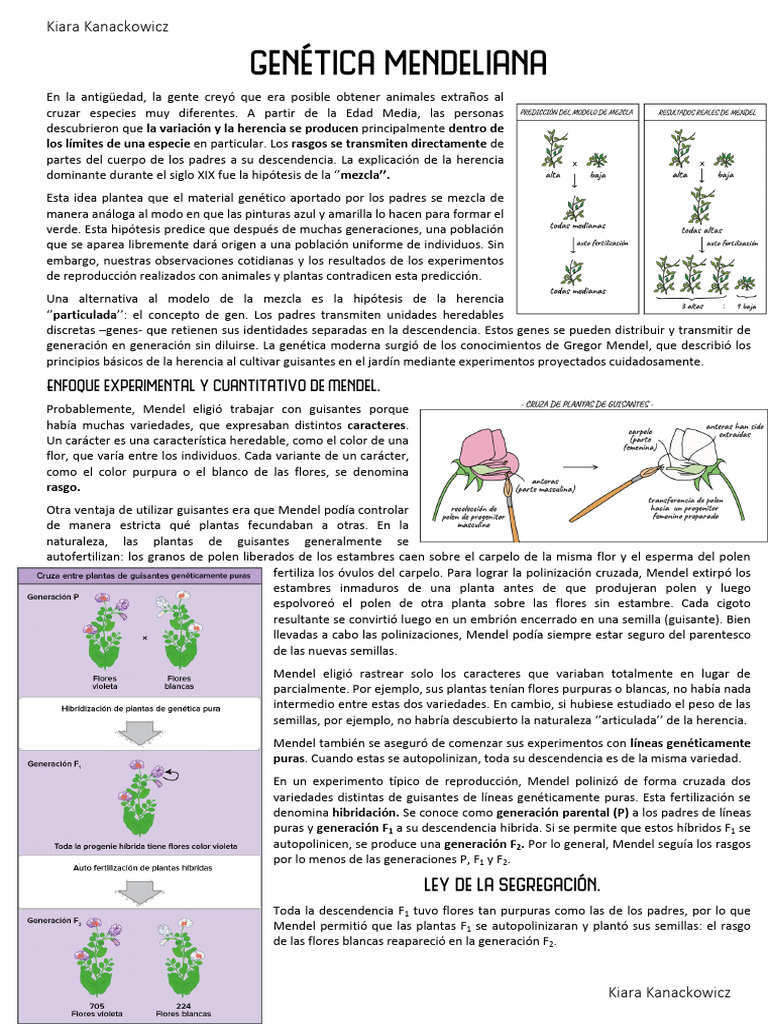 Principios de la Genética Mendeliana | PDF | Dominancia (Genética) | Alelo