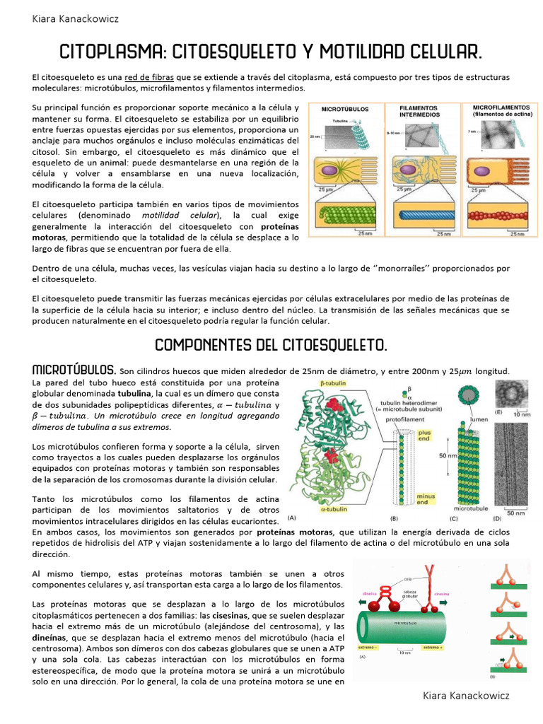 Citoesqueleto y motilidad celular | PDF | Microtúbulos | Citoesqueleto