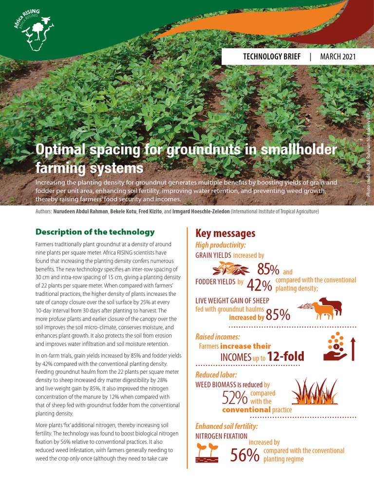 Optimal Groundnut Spacing Benefits | PDF | Peanuts | Agriculture