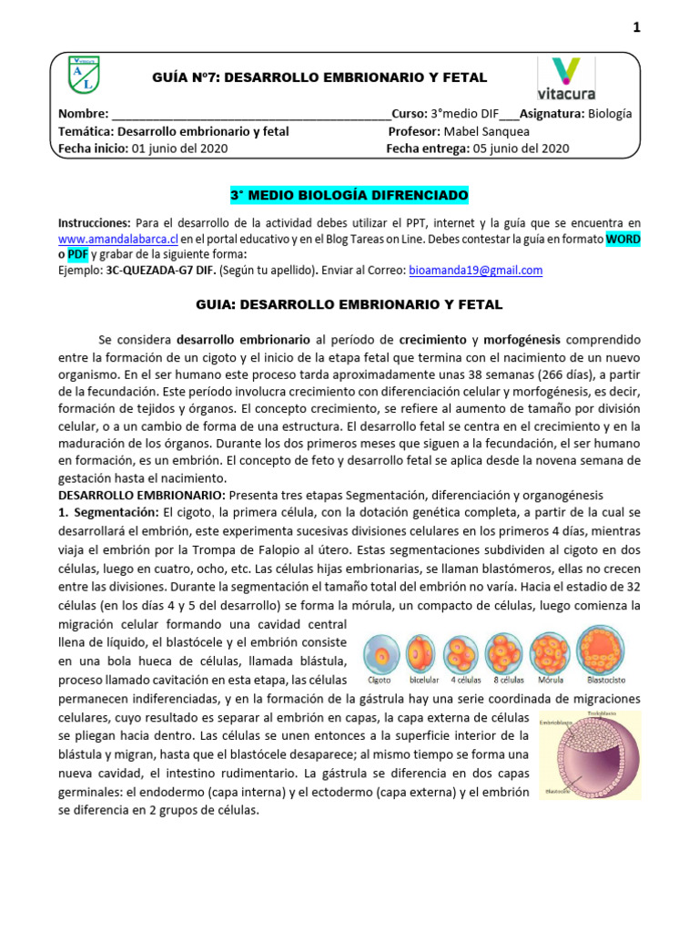 Feto | PDF | Placenta | Embrión